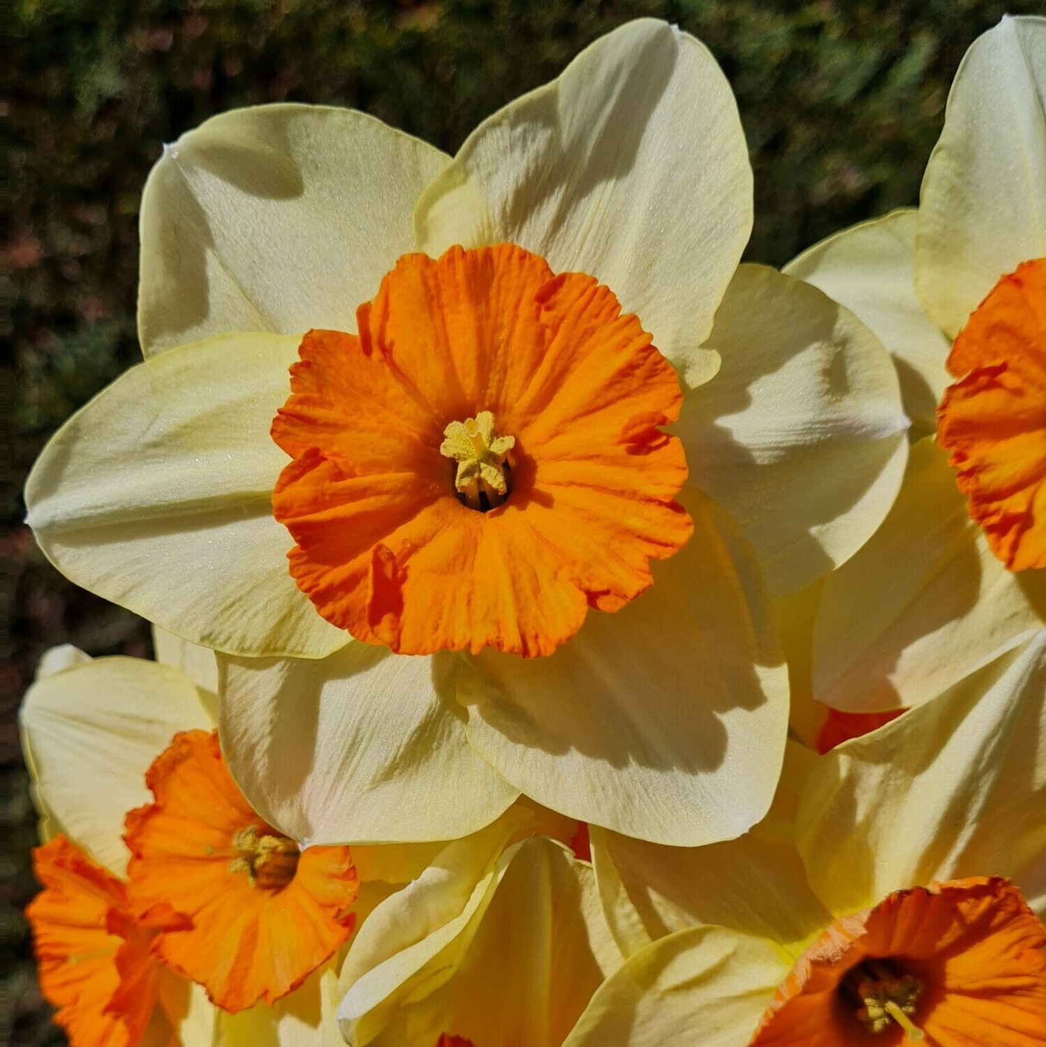 Store - PHS Daffodils