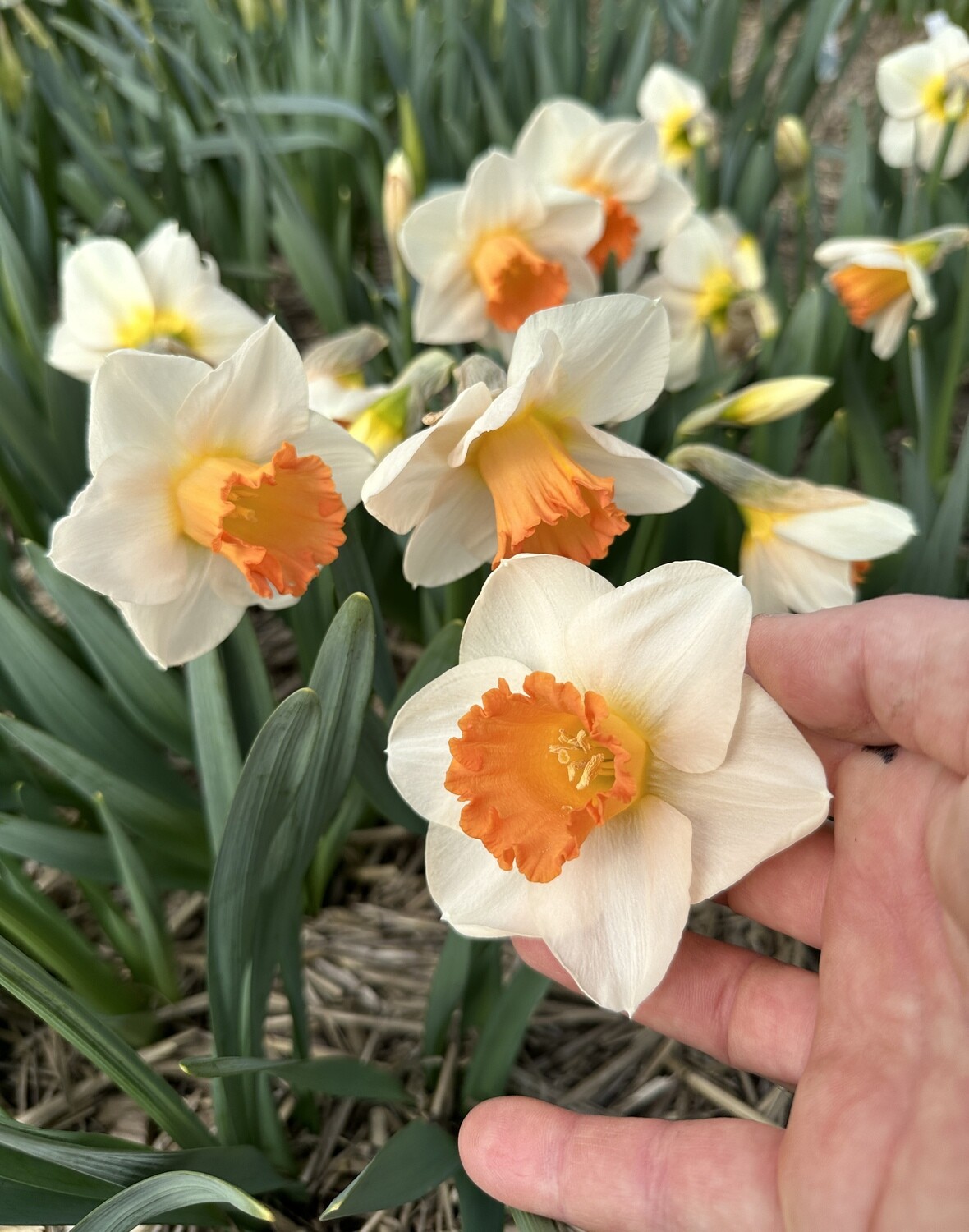 JAD/JR M x PS 94-95 - Store - PHS Daffodils