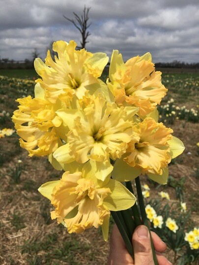 Store - PHS Daffodils
