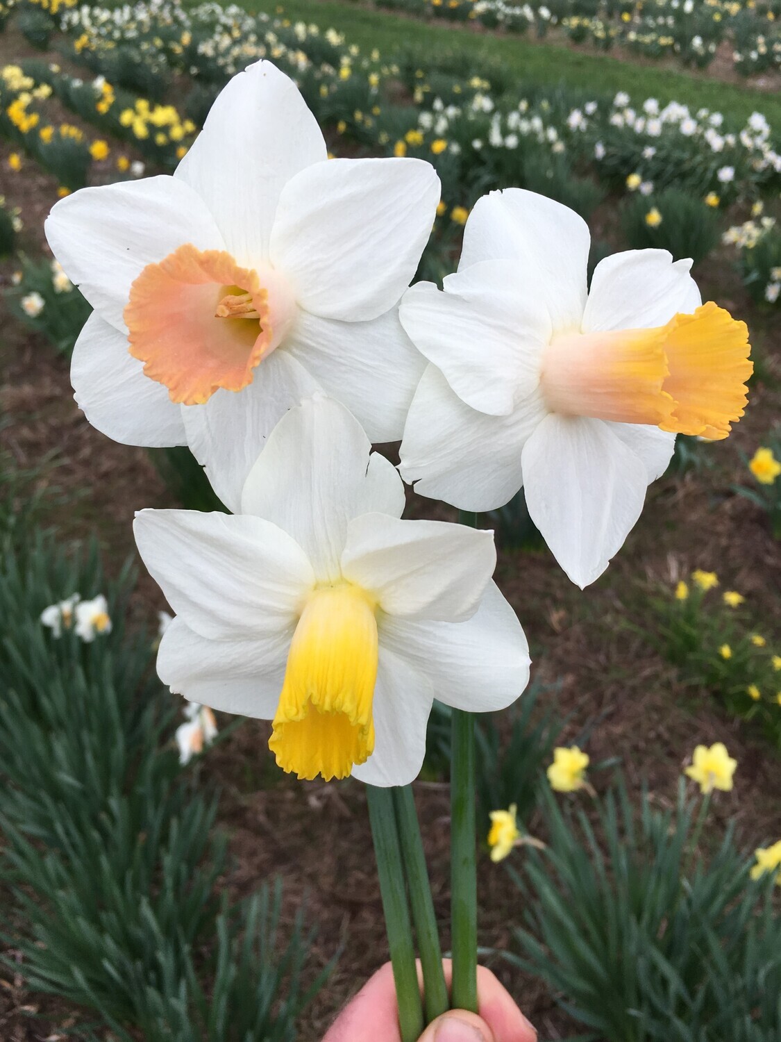 Store - PHS Daffodils