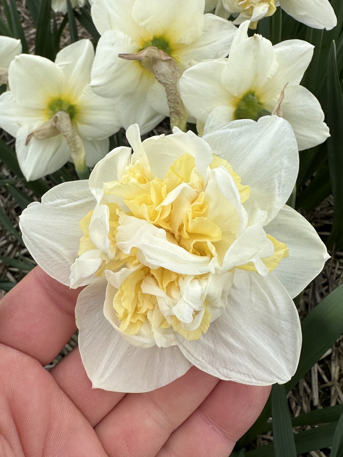 Coppins - Store - PHS Daffodils