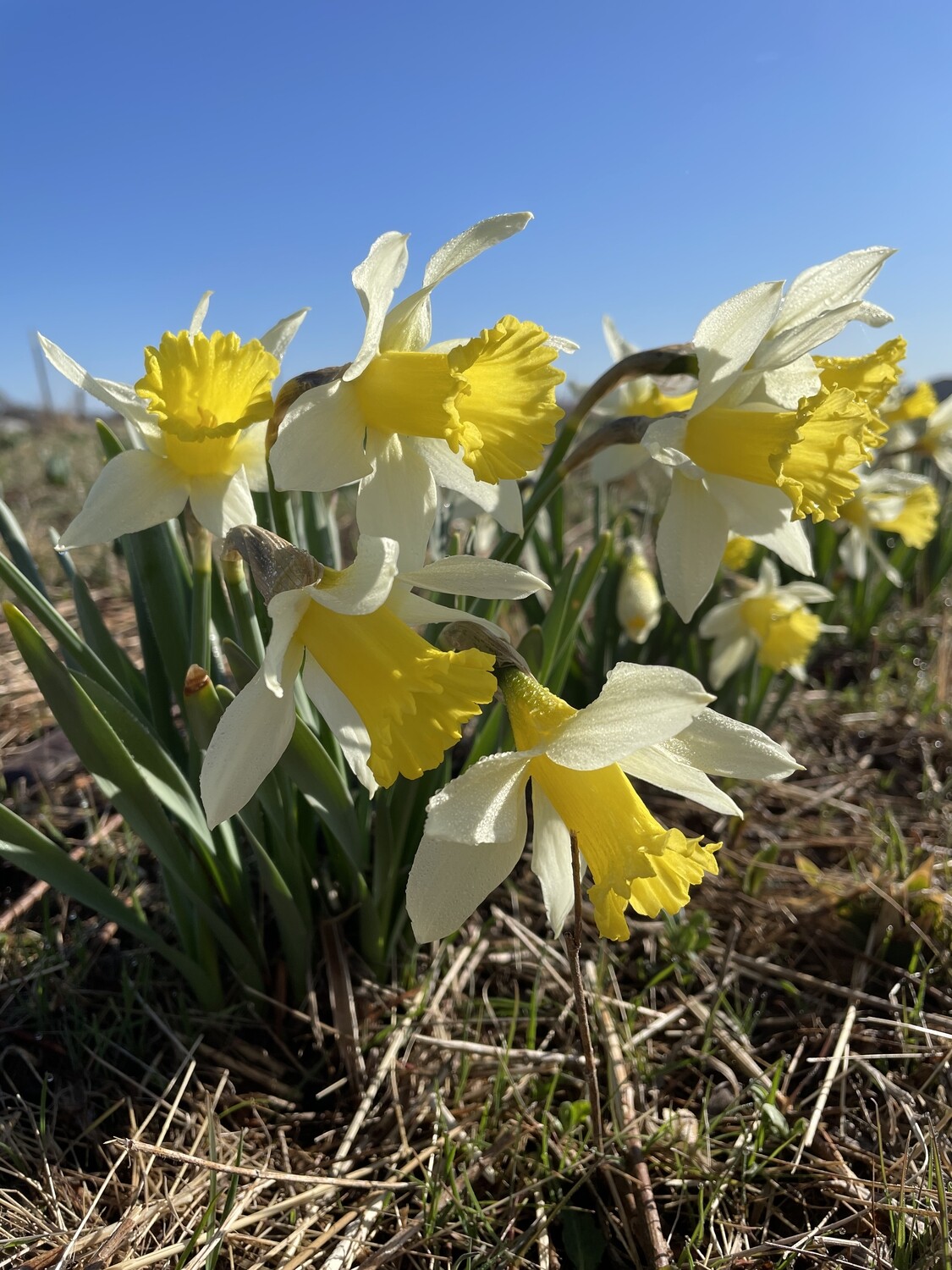 Store - PHS Daffodils