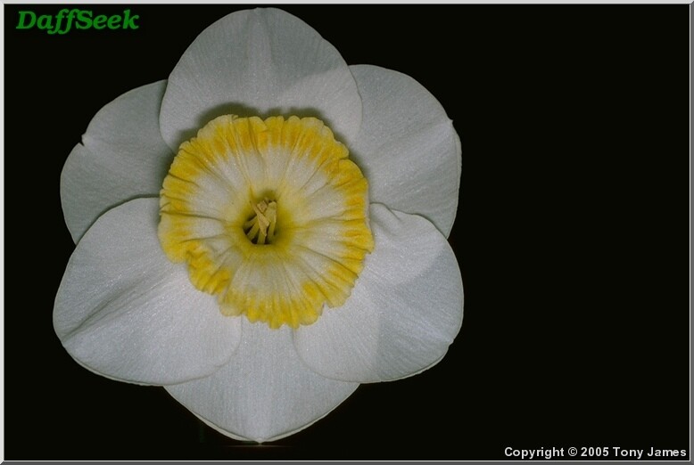 Store - PHS Daffodils