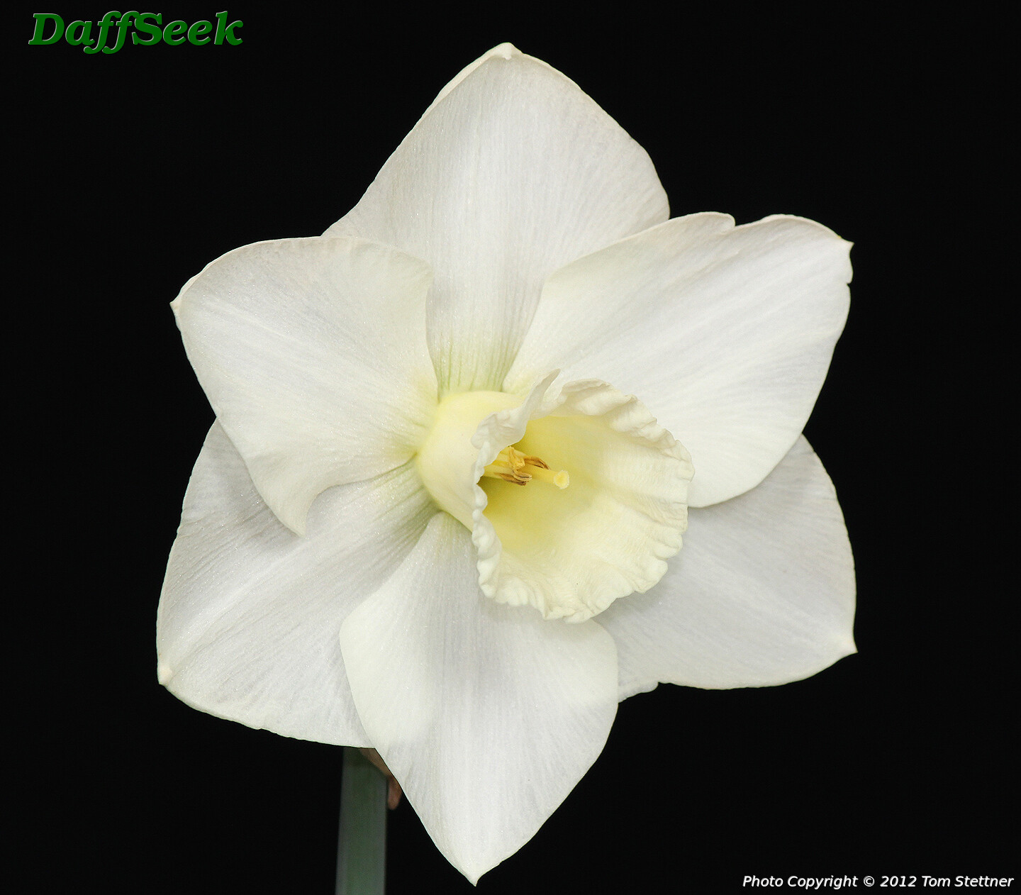 Store - PHS Daffodils