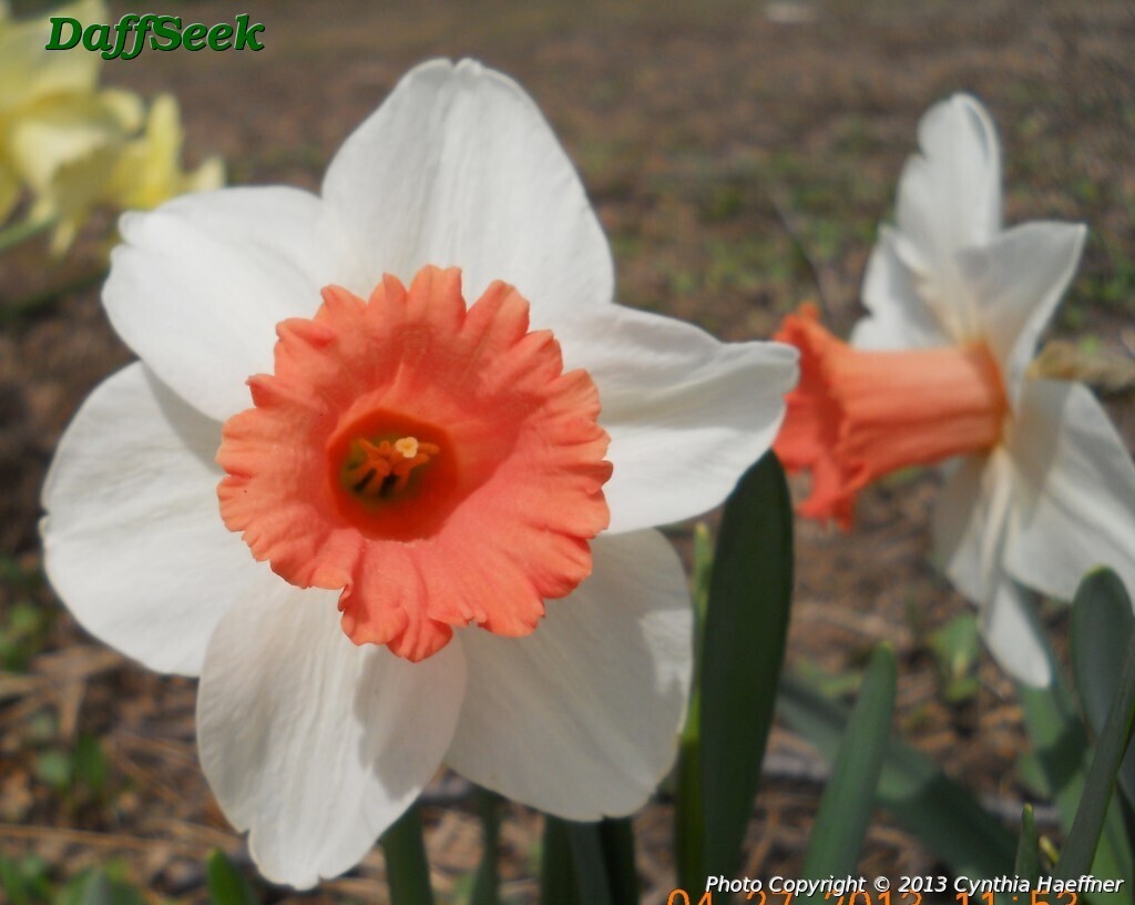 Store - PHS Daffodils