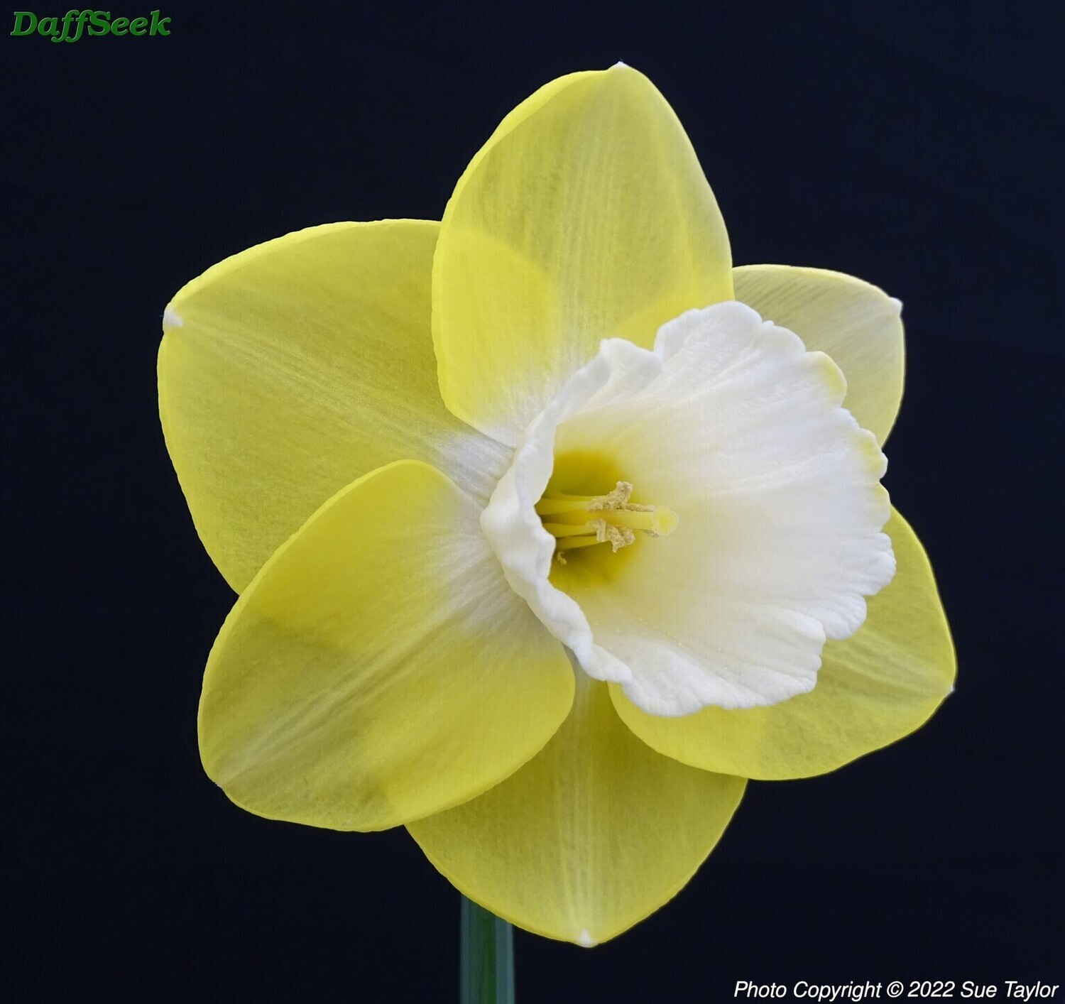 Store - PHS Daffodils