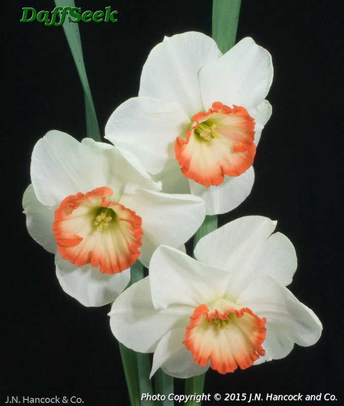 Store - PHS Daffodils