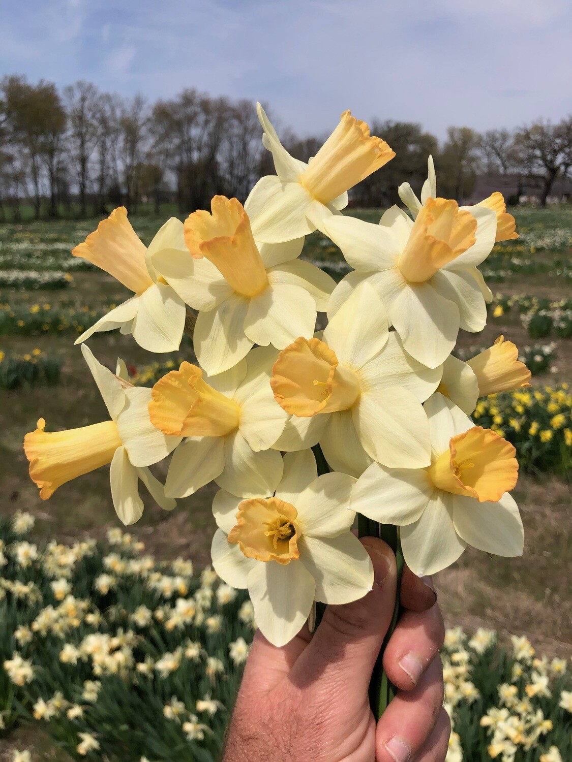 Store - PHS Daffodils