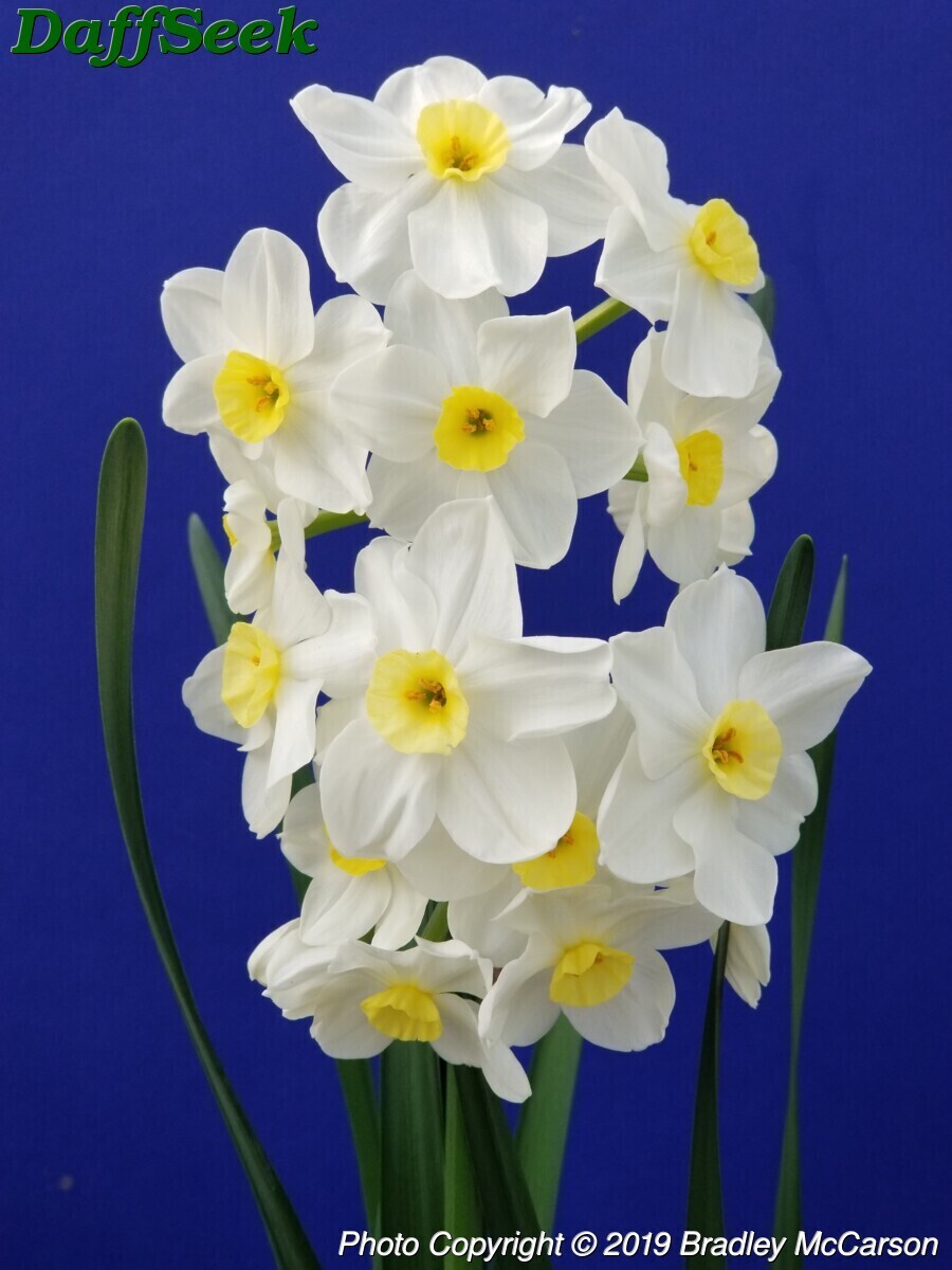 Nicole's Favorite - Store - PHS Daffodils