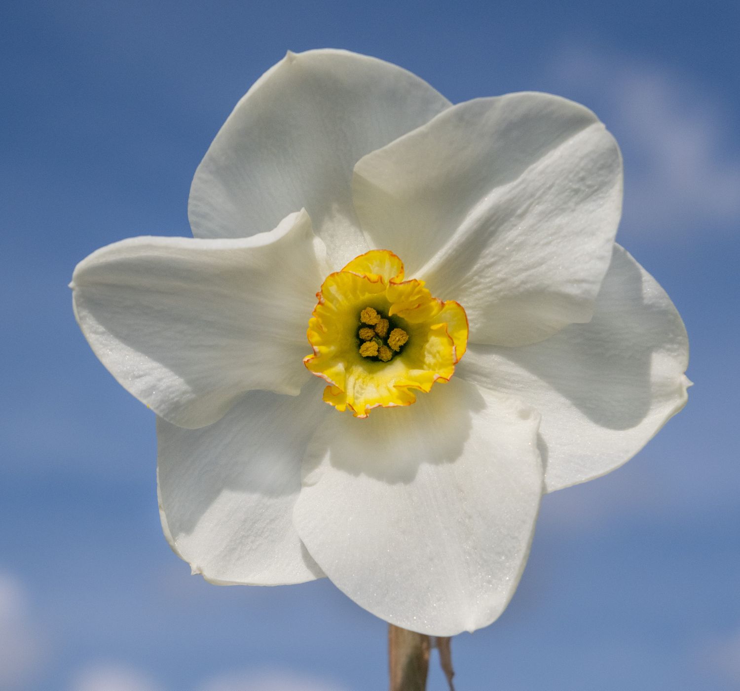 Store - PHS Daffodils