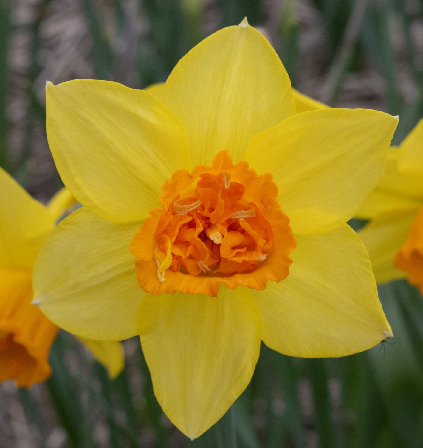 Store - PHS Daffodils