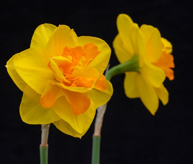 Store - PHS Daffodils