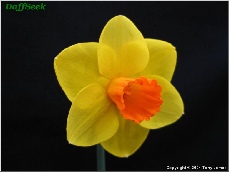 Store - PHS Daffodils