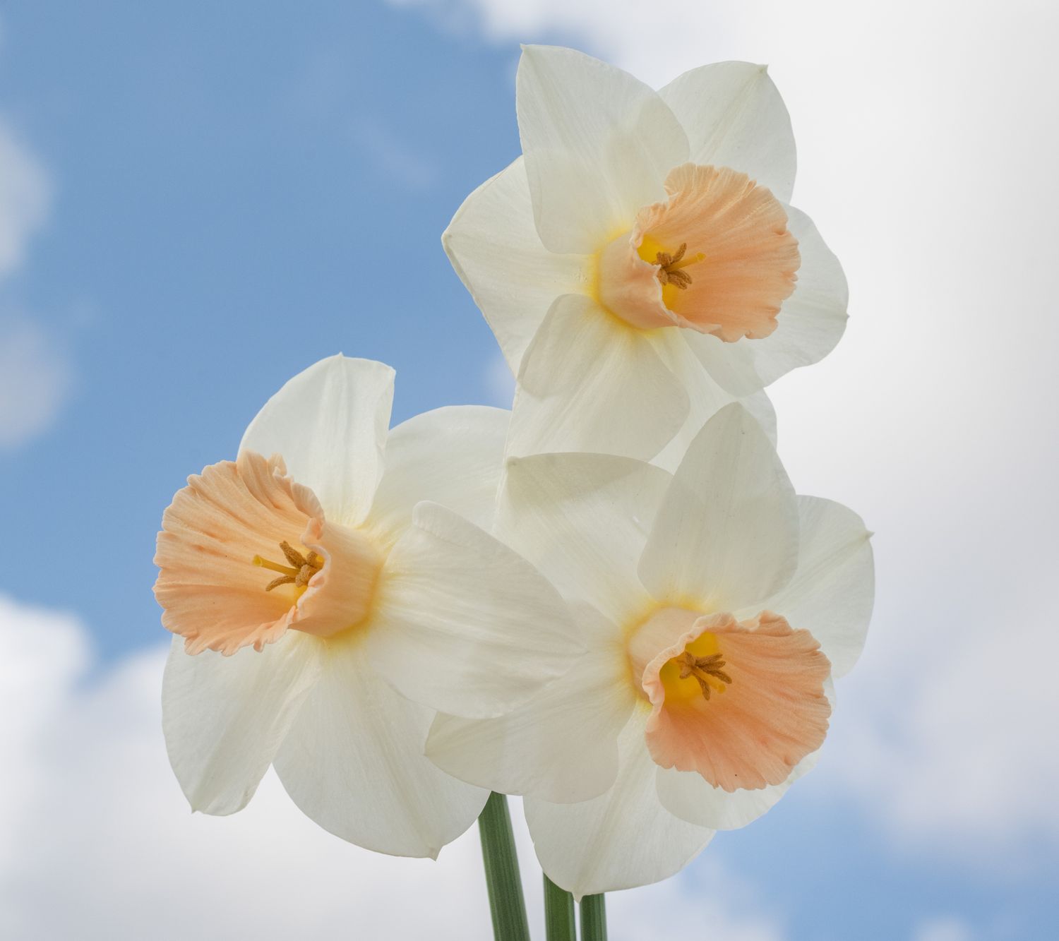 Kildavin - Store - PHS Daffodils