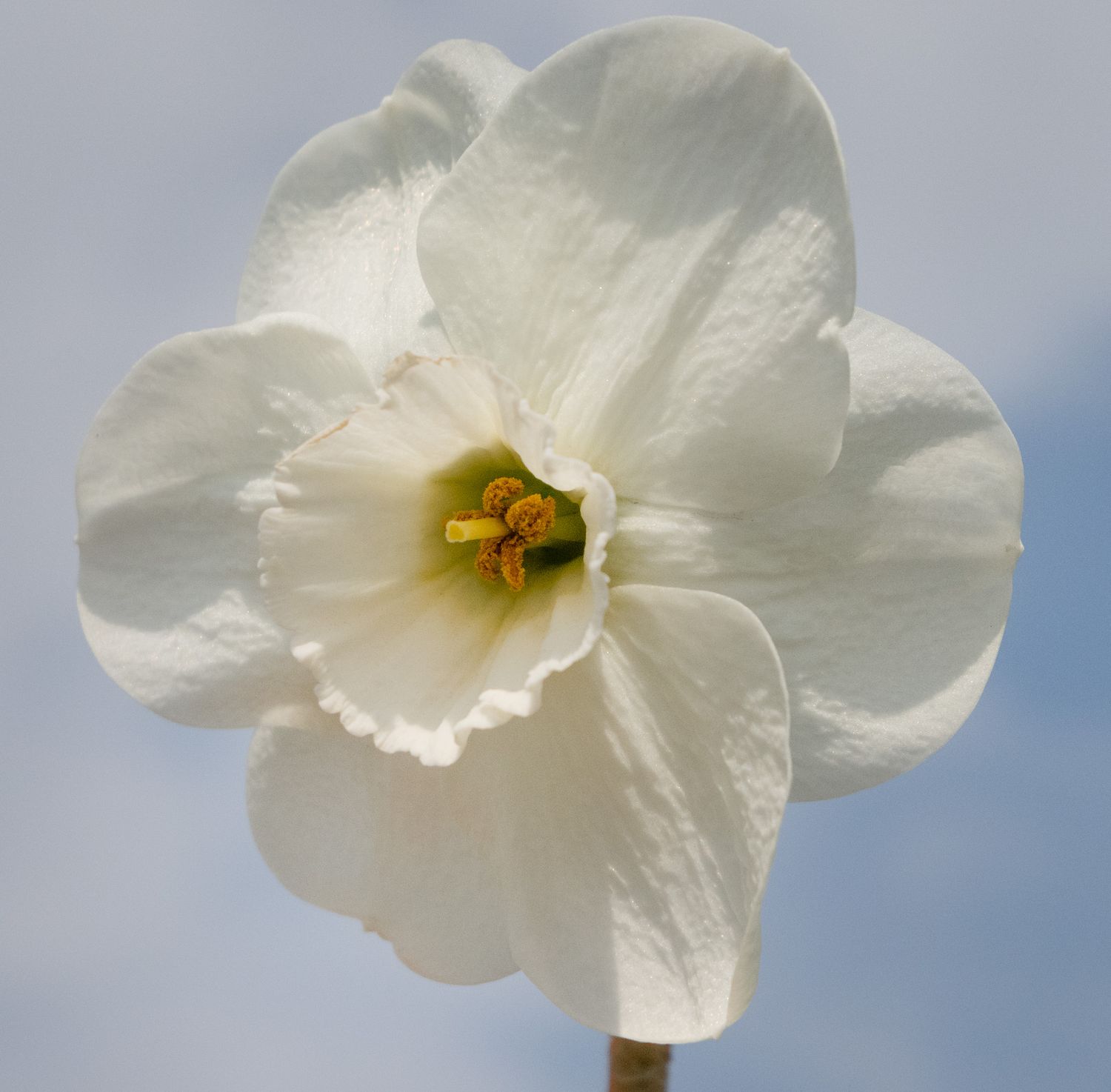 Store - PHS Daffodils