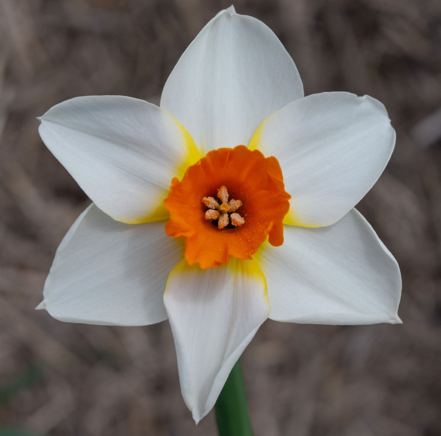 Store - PHS Daffodils