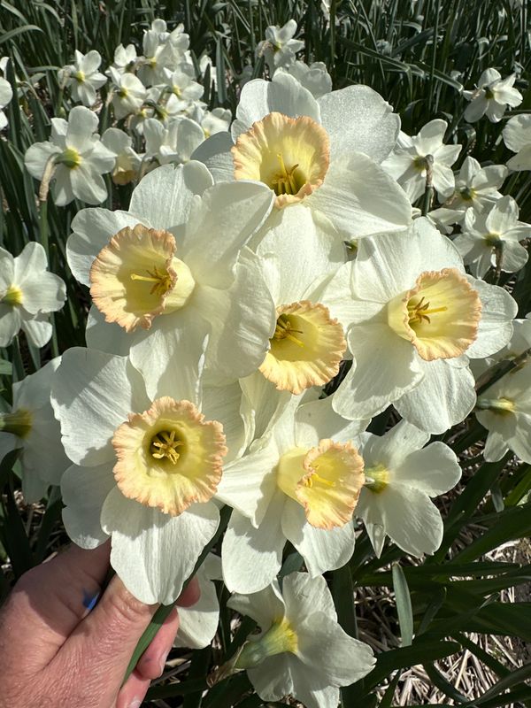 Store - PHS Daffodils