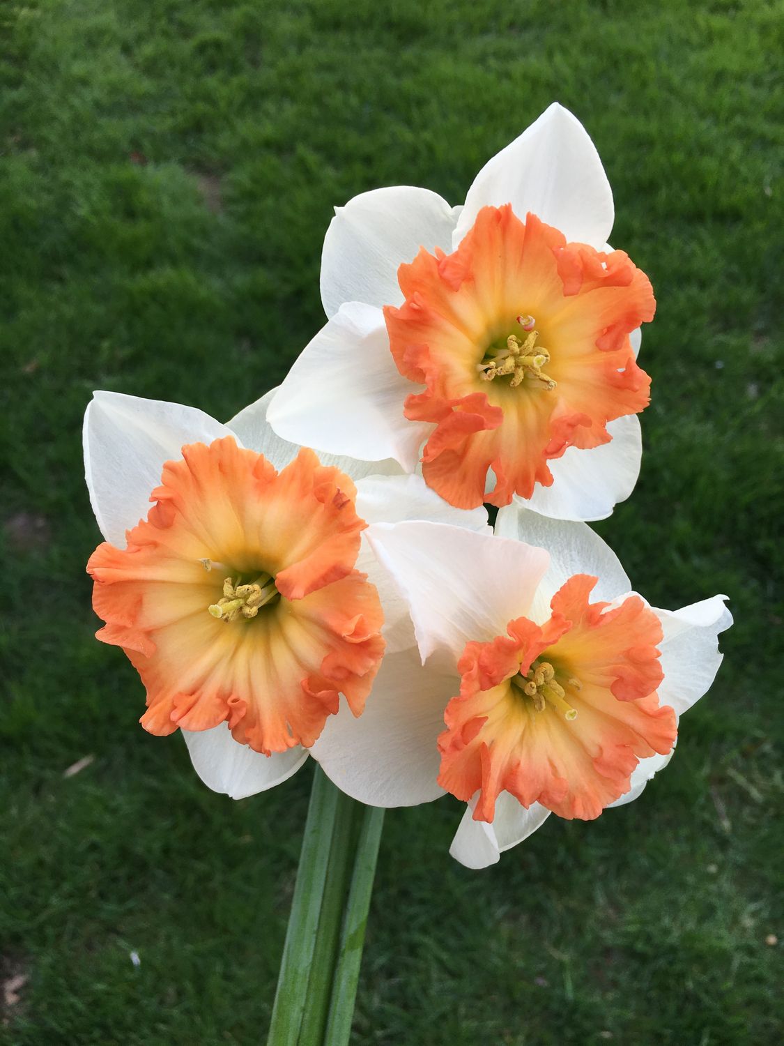 Store - PHS Daffodils