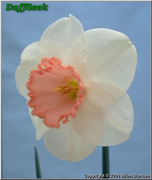 Store - PHS Daffodils