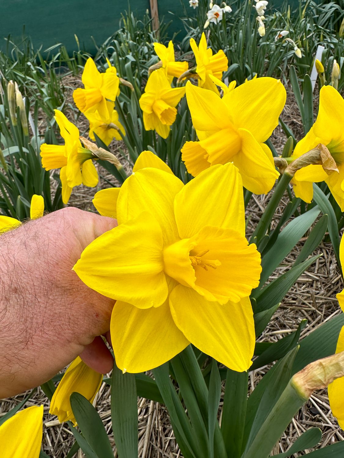 Store - PHS Daffodils