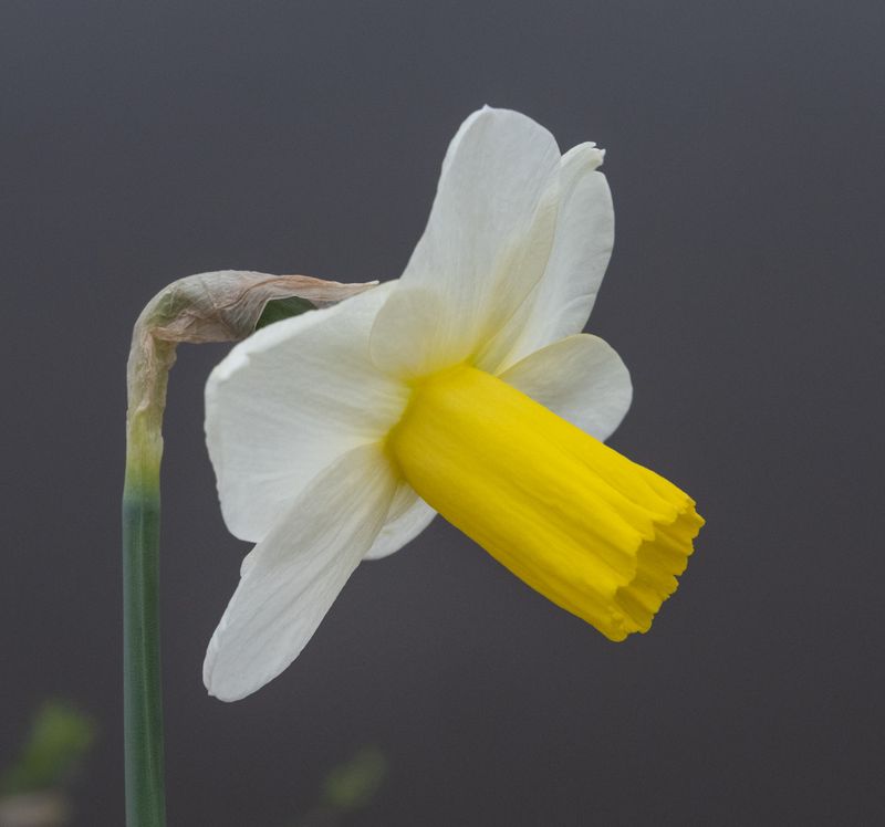 Store - PHS Daffodils