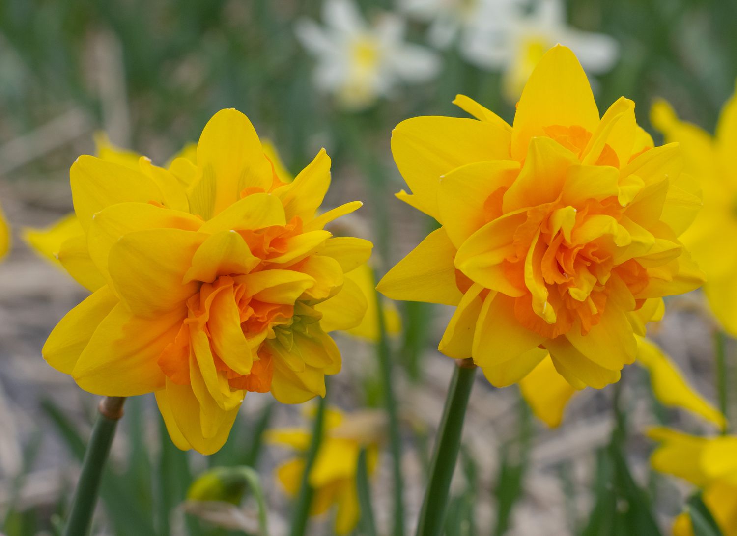 Store - PHS Daffodils