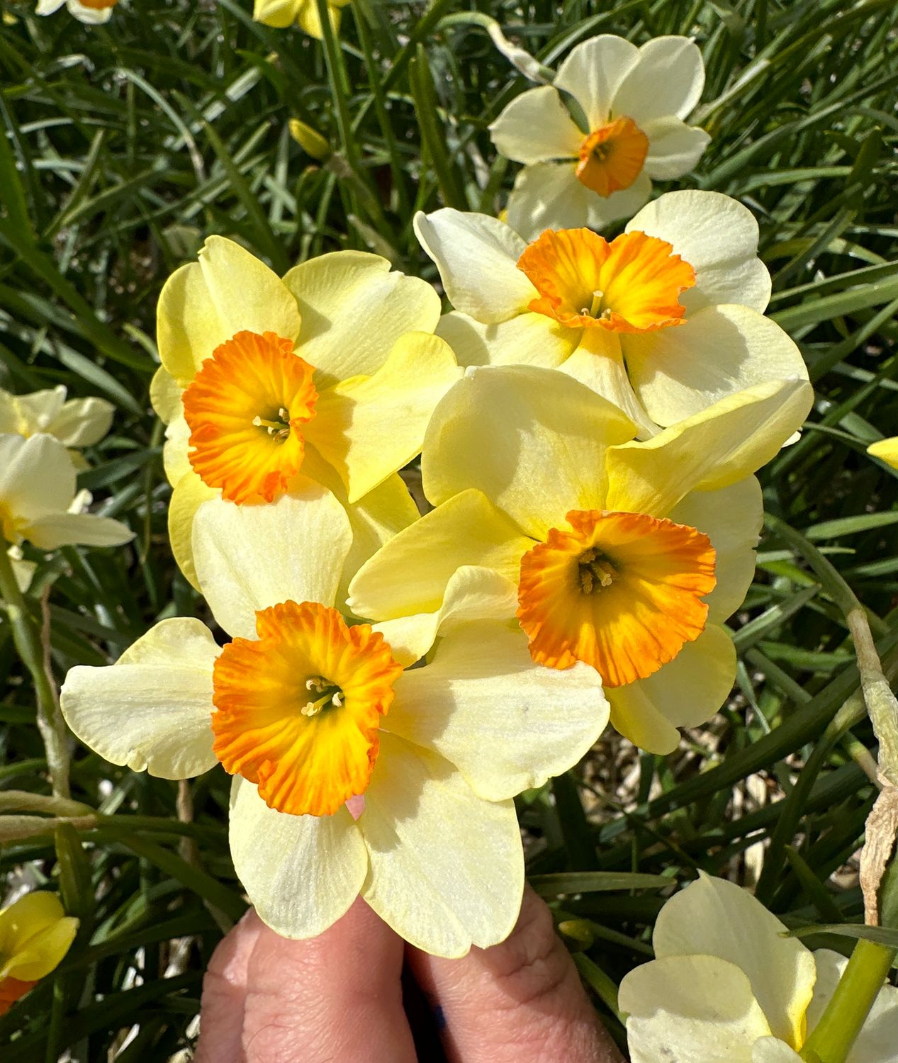 La Belle - Store - PHS Daffodils
