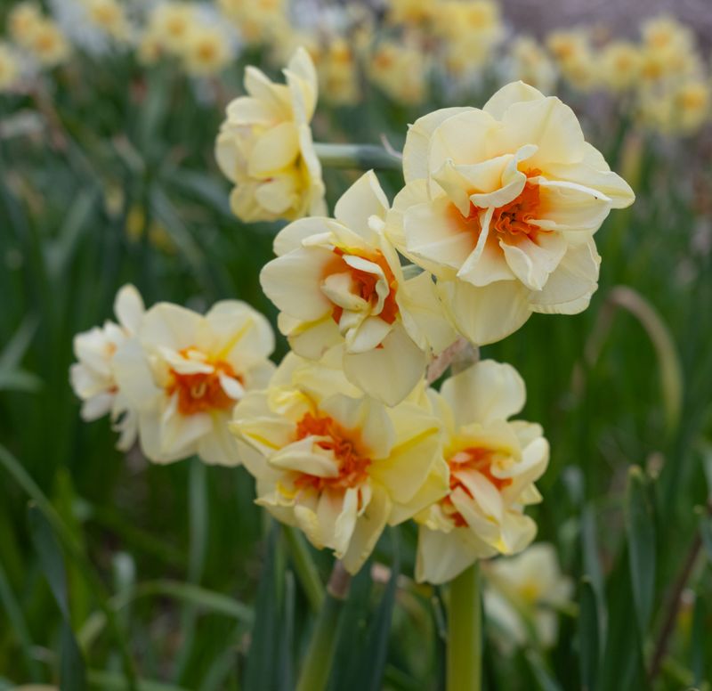 Store - PHS Daffodils