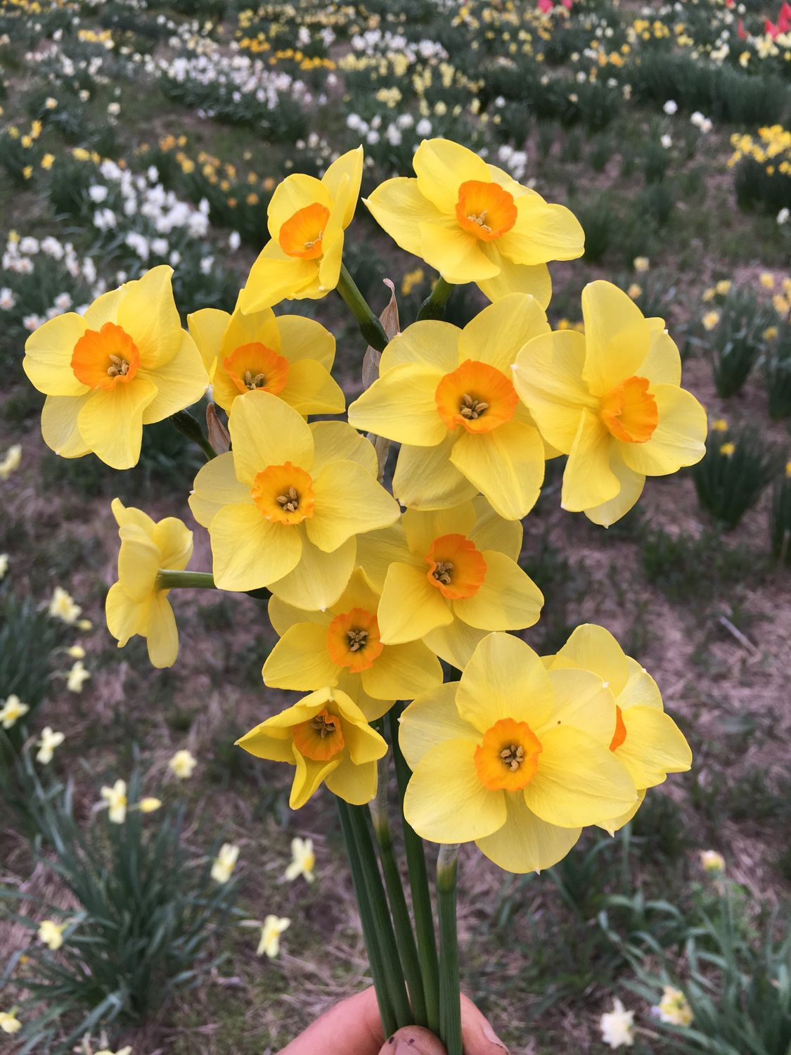 Store - PHS Daffodils