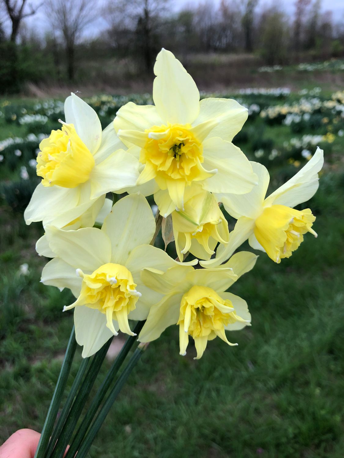 Store - PHS Daffodils