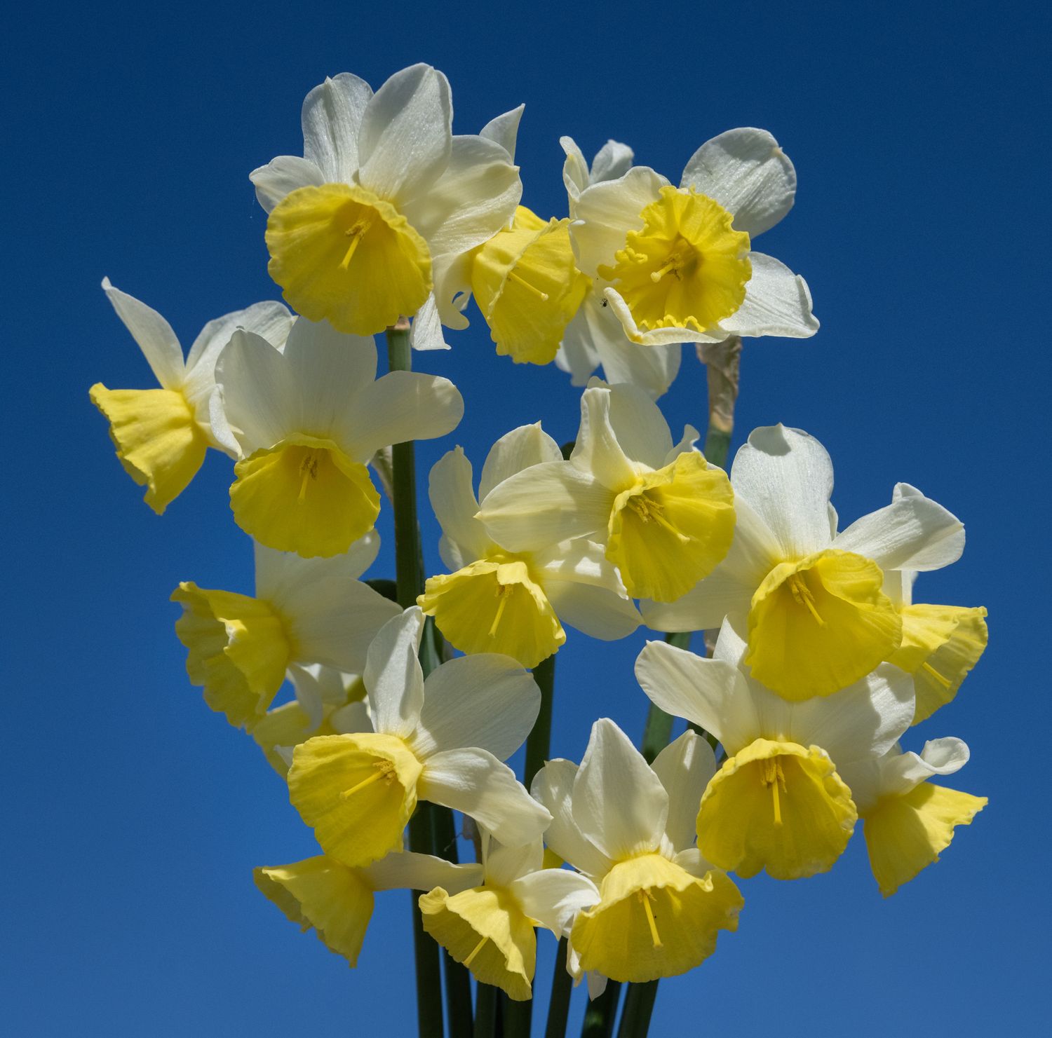 Store - PHS Daffodils