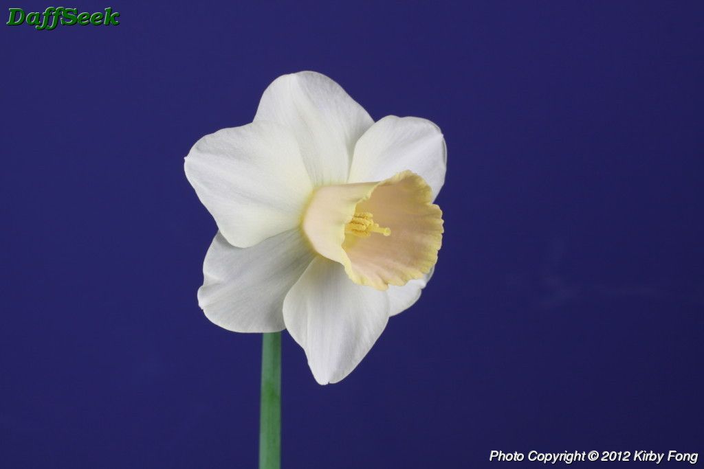 Store - PHS Daffodils