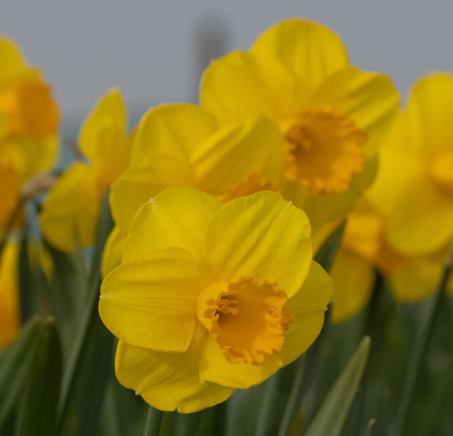 Foff's Way - Store - PHS Daffodils