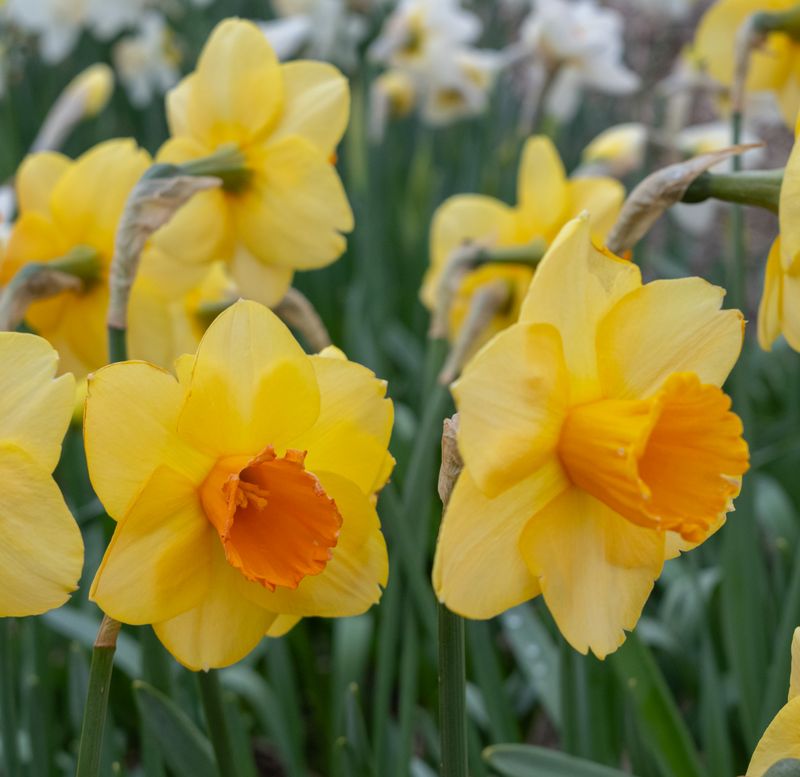 Store - PHS Daffodils