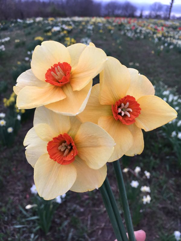 Store - PHS Daffodils