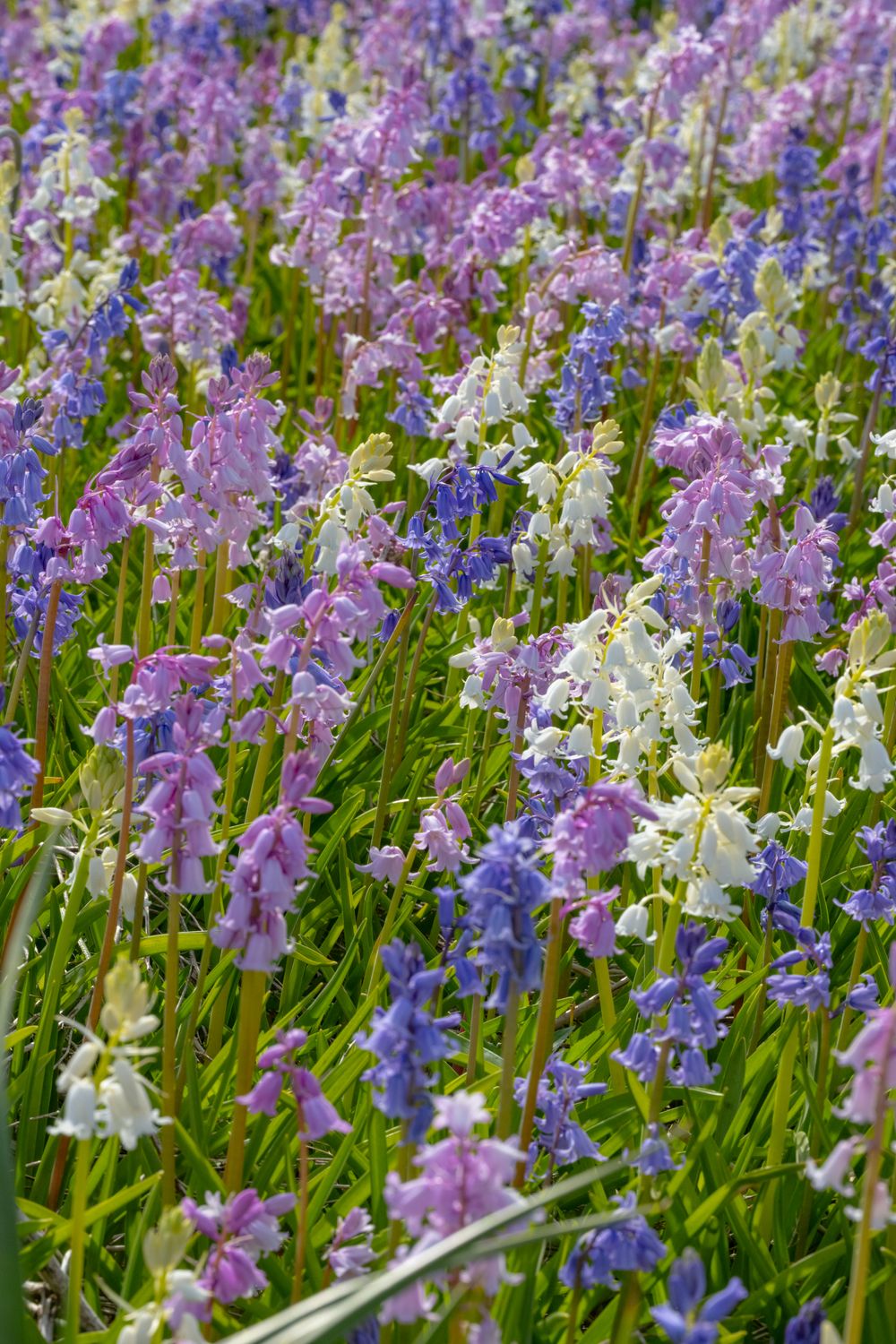 Eric Breed Hyacinthoides hispanica Mixture Top Size - Store - PHS Daffodils