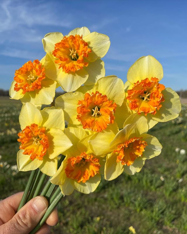 Store - PHS Daffodils