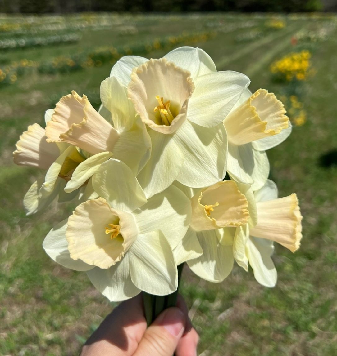 Store - PHS Daffodils