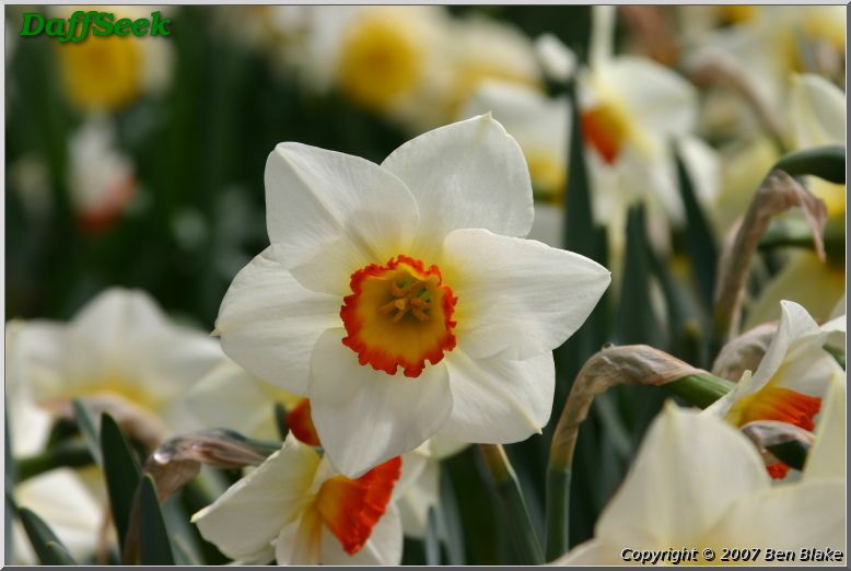 Store - PHS Daffodils