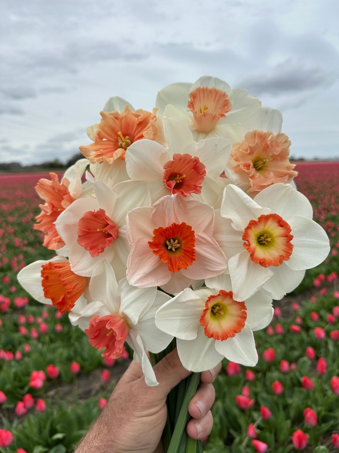 Store - PHS Daffodils