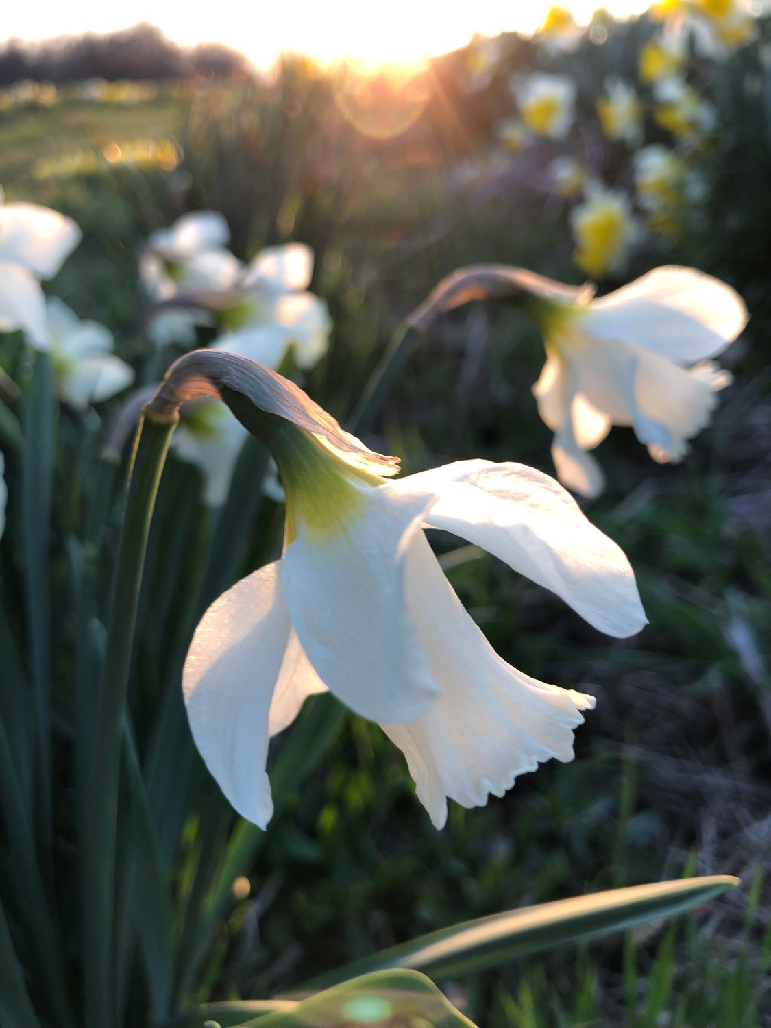 Colleen Bawn - Store - PHS Daffodils