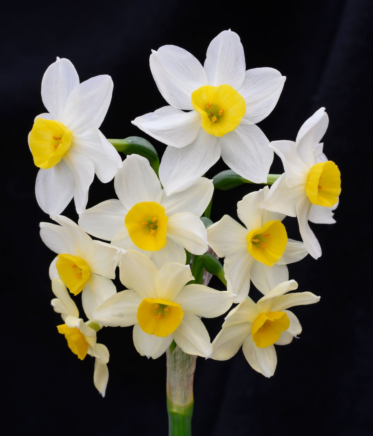Shauna Rose - Store - PHS Daffodils