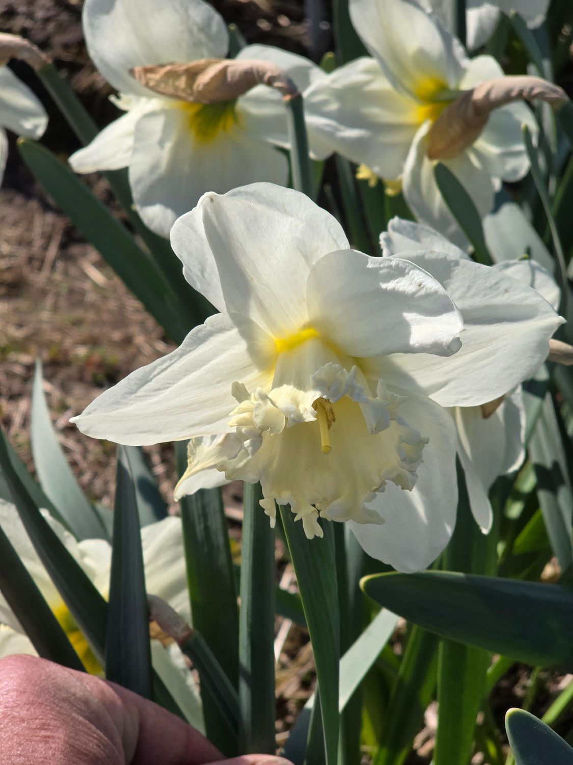 Store - PHS Daffodils