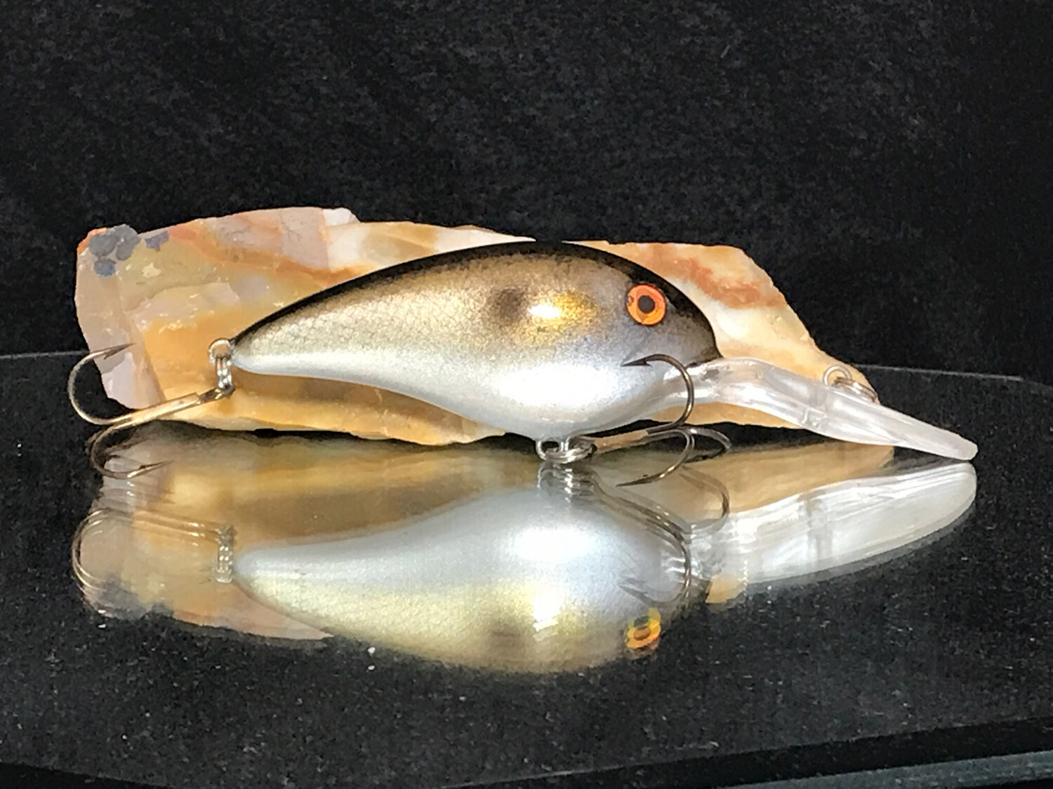 Captor - Gizzard Shad