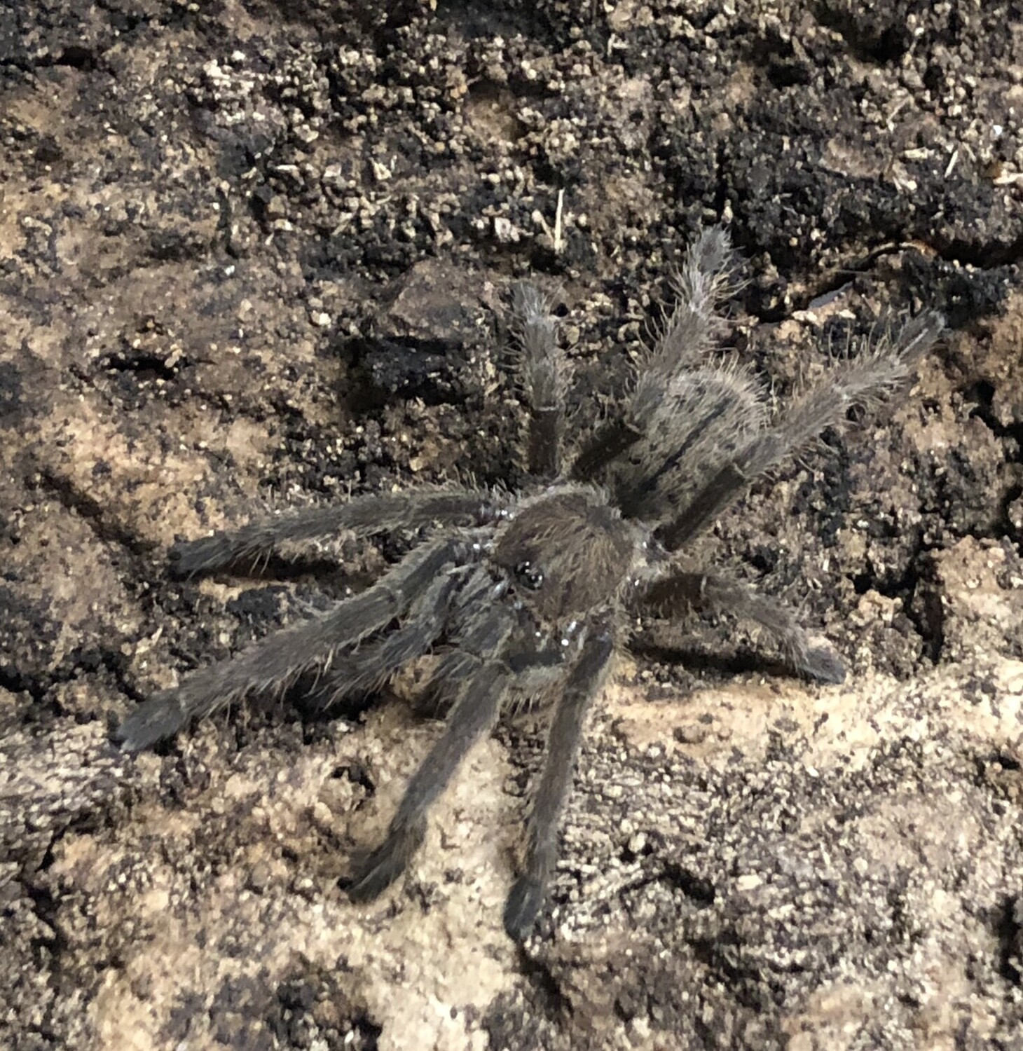 Cobalt Blue Tarantula Sling