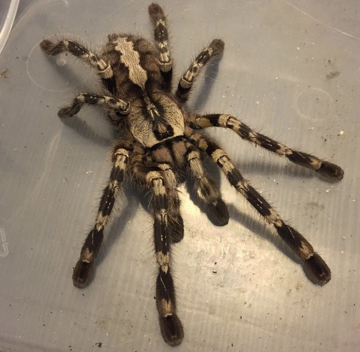 Poecilotheria Regalis Bite