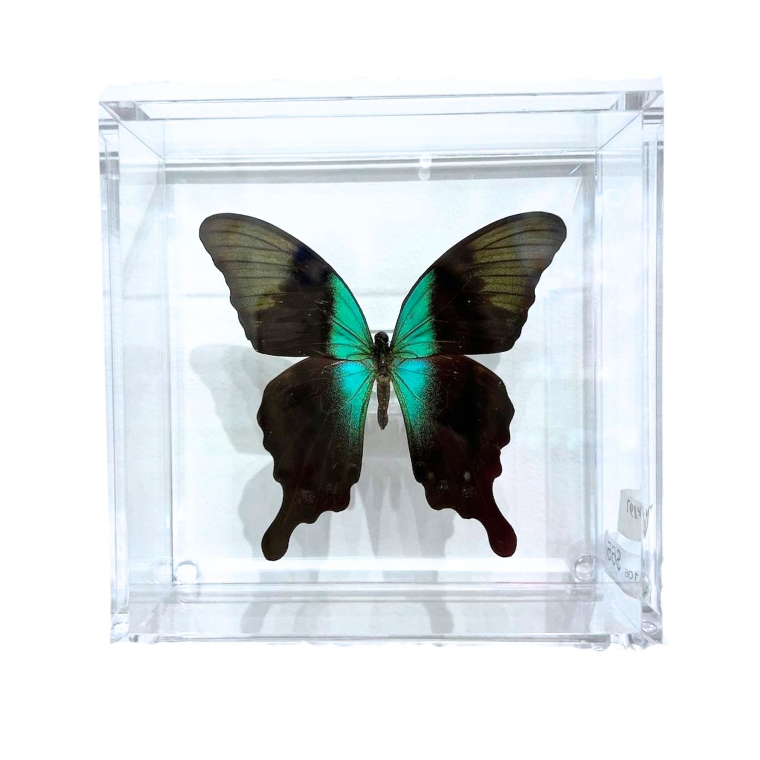 03 - 6" X 6" Square or Diamond Butterfly Display With Large Butterfly