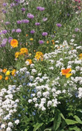 Low Growing Wildflower Seed Mixture 6825