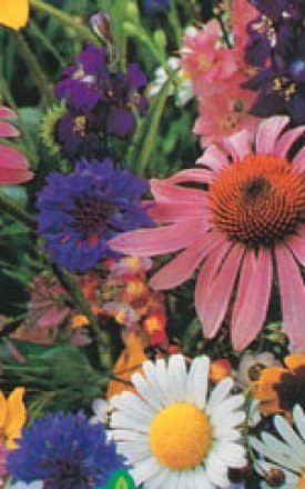 Butterfly Seed Mixture 6805