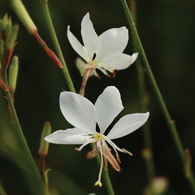 Gaura - Lind Belleza White